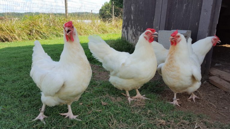 Dorking Chicken - Breed Profile - Backyard Poultry